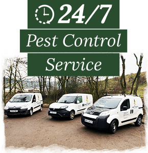 Garden Ants - 24 Hour Emergency Expert Pest Control, Leek, Staffordshire