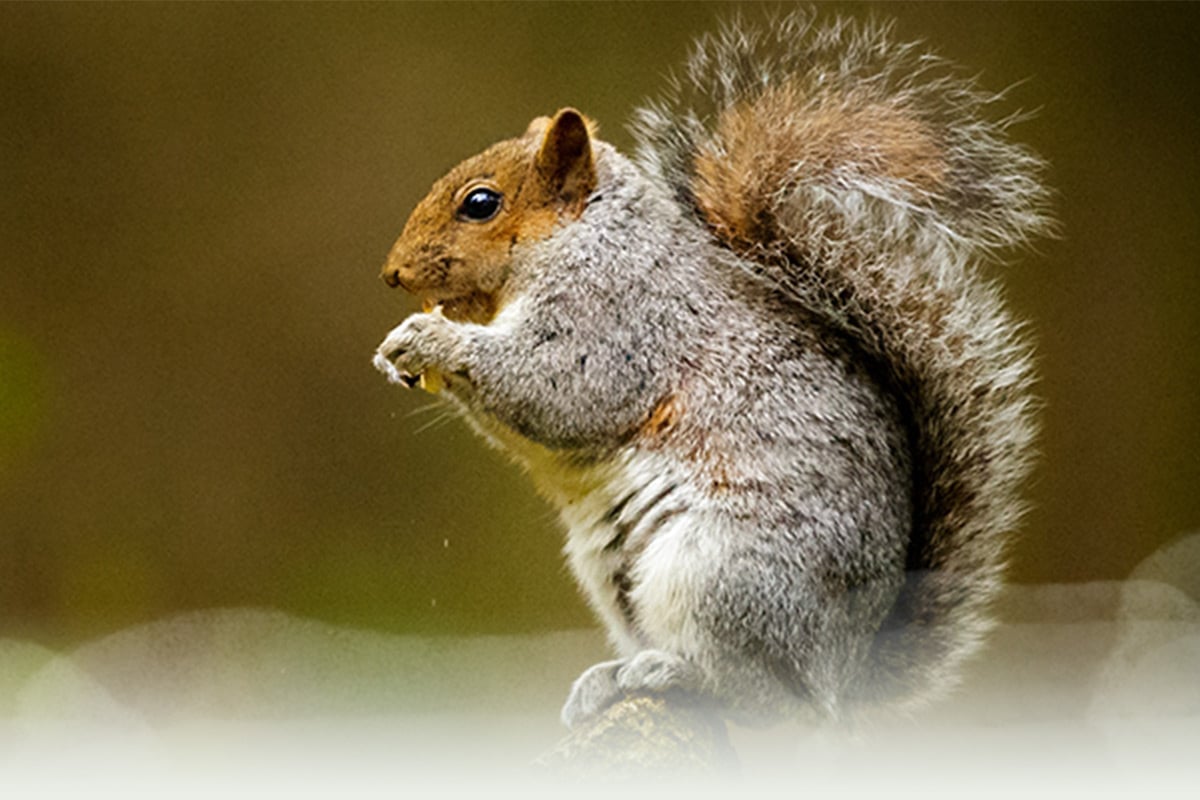 Grey Squirrel - 24 Hour Emergency Pest Control, Leek, Staffordshire